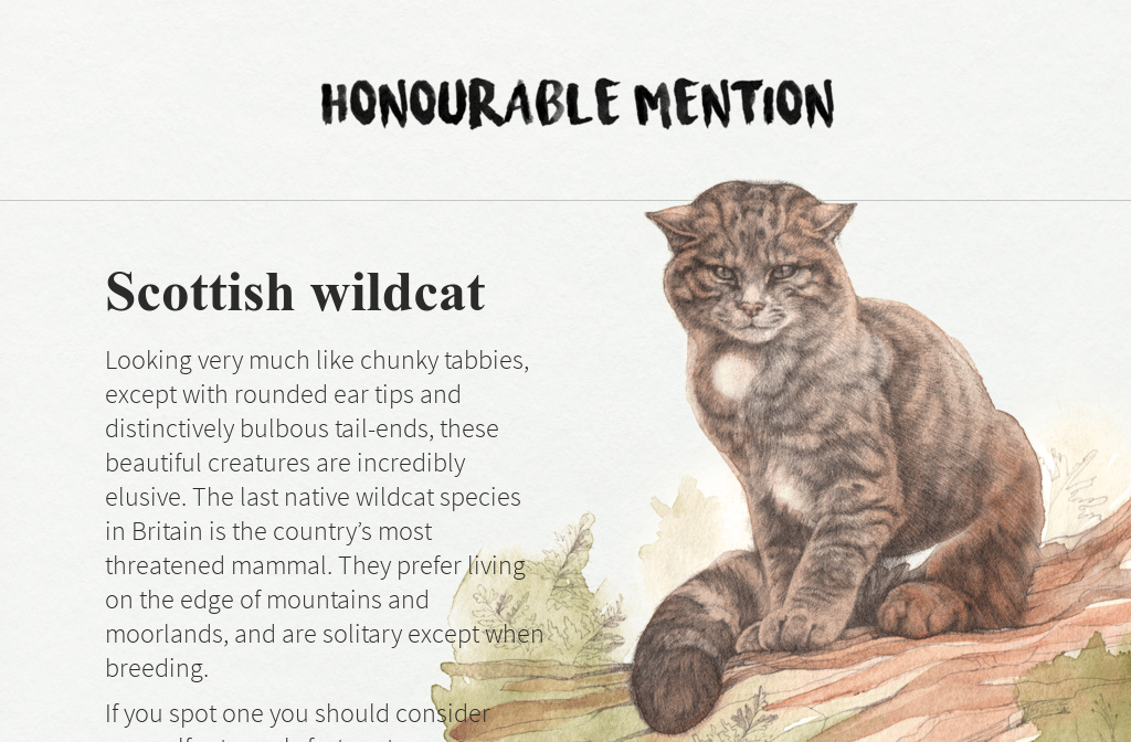 Scottish Wildlife Calendar | VisitScotland — Scottish Wildcat