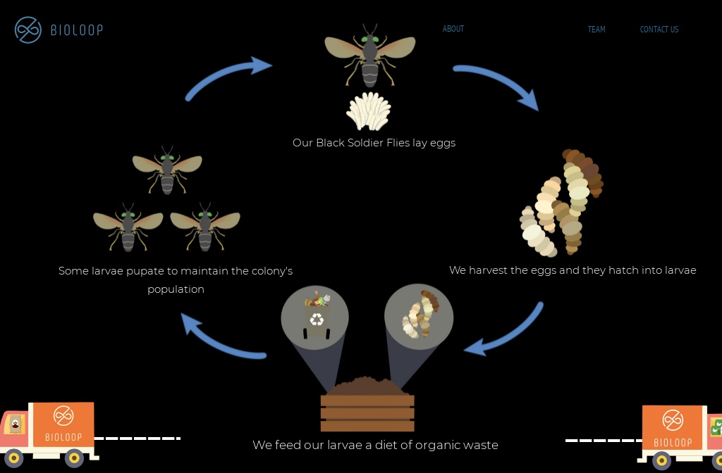 Bioloop - Black Soldier Fly | Insect Protein | Animal Feed | Organic Waste — Our Solution